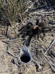 Colorado Tarantula Migration: When and Where to See It