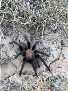 Colorado Tarantula Migration: When and Where to See It